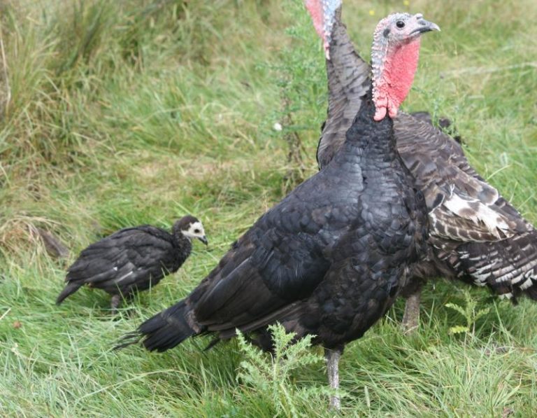 Black Turkey: Breed Profile - Backyard Poultry
